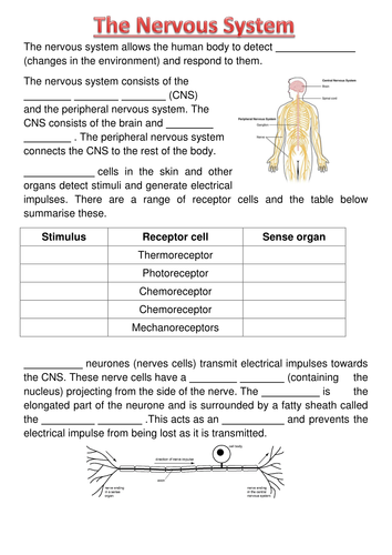 The nervous system: Structure & function | Teaching Resources The nervous system: Structure & function | Teaching Resources