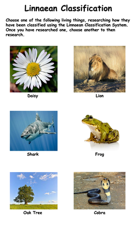 Linnaeus Classification System For Kids