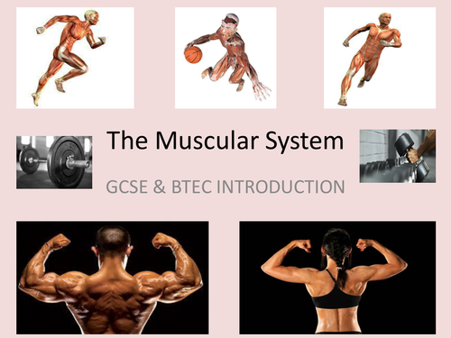 GCSE PowerPoint - An Introduction to the Muscular System | Teaching ...