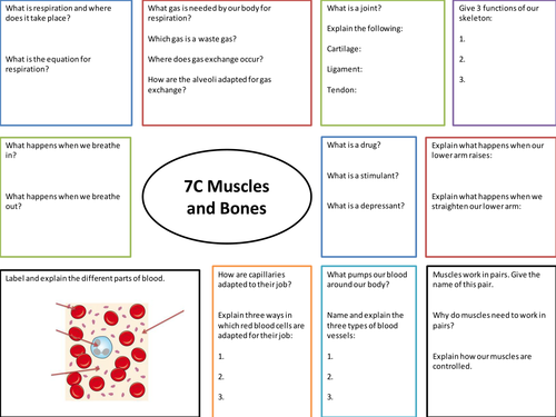 Muscles and Bones Revision Sheet | Teaching Resources