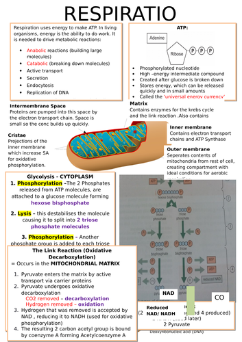 A-Level OCR Biology: Respiration | Teaching Resources