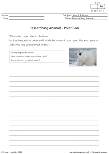 Researching Animals - Polar Bear | Teaching Resources