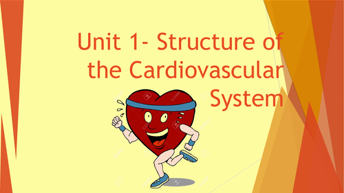 The Cardiovascular System PowerPoint | Teaching Resources