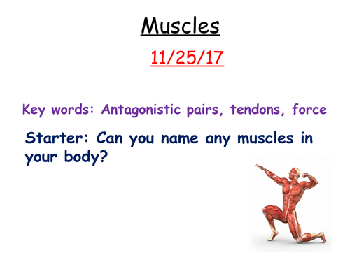 Muscles and antagonistic pairs- KS3 Science | Teaching Resources