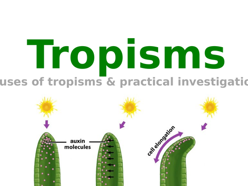 Tropisms - OCR | Teaching Resources Tropisms - OCR | Teaching Resources