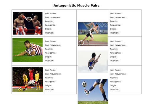 BTEC worksheet - Anatagonistic Muscle Pairs | Teaching Resources