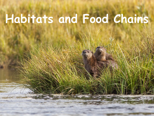 Habitats and Food Chains - PowerPoint + Activity | Teaching Resources