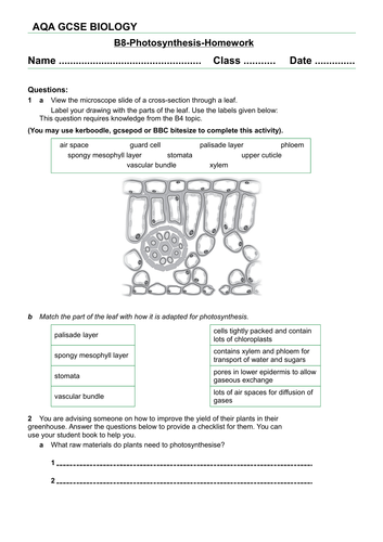 AQA new specification-B8-Photosynthesis homework | Teaching Resources AQA new specification-B8-Photosynthesis homework | Teaching Resources
