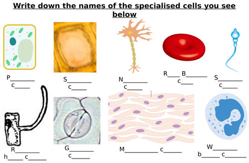 Specialised Cells Diagram Label Worksheets (Differentiated) by zmzb ... Specialised Cells Diagram Label Worksheets (Differentiated) by zmzb ...