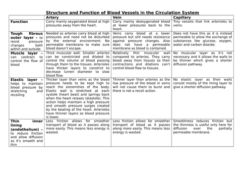 Structure and Function of Blood Vessels in the Circulation System ...