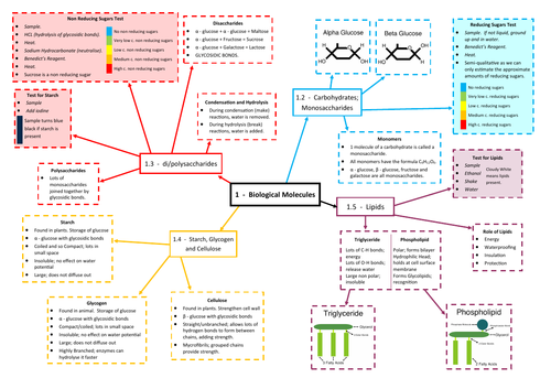 Biological Molecules Revision Mind Map - AQA AS/A Level Biology (7401/ ... Biological Molecules Revision Mind Map - AQA AS/A Level Biology (7401/ ...