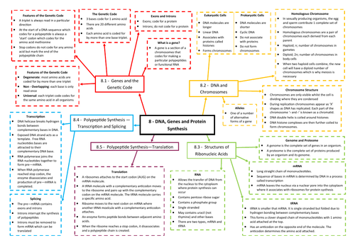 DNA, Genes and Protein Synthesis Revision Mind Map - AQA AS/A Level ...