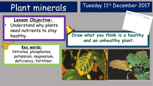 KS3 Activate Plant Minerals | Teaching Resources
