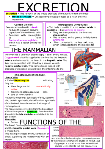 A-Level OCR Biology: Excretion and the Kidney | Teaching Resources A-Level OCR Biology: Excretion and the Kidney | Teaching Resources