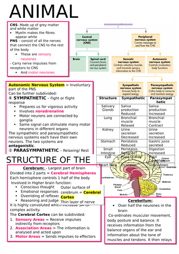 A-Level OCR Biology: Animal Responses | Teaching Resources