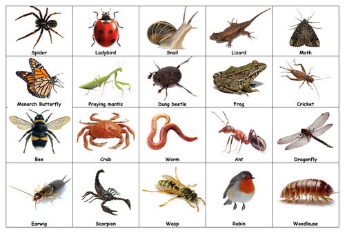 Insects Classification