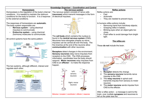 AQA GCSE 9-1 BIOLOGY Knowledge Organiser - Control and Coordination ...
