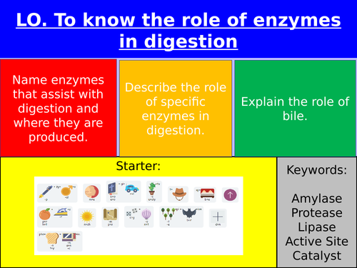 Enzymes in Digestion | Teaching Resources