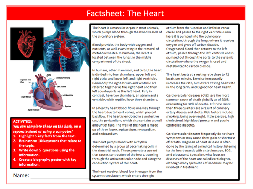 The Heart Factsheet Worksheet Keywords Settler Starter Cover Lesson ...