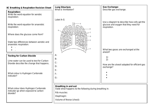 Exploring Science 8C Breathing and Respiration Revision Sheet (2018 ... Exploring Science 8C Breathing and Respiration Revision Sheet (2018 ...
