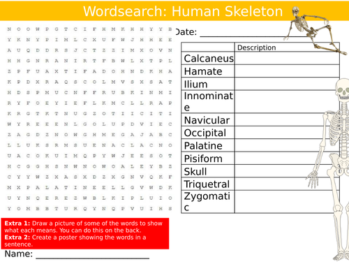 Human Skeleton Wordsearch Puzzle Sheet Keywords Settler Starter Cover ...