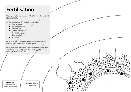 Fertilisation worksheet & markscheme for G&T A-level/GCSE biology ...