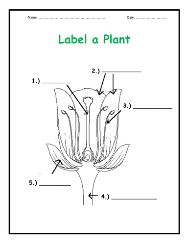 Label parts of a plant - 3 worksheets | Teaching Resources