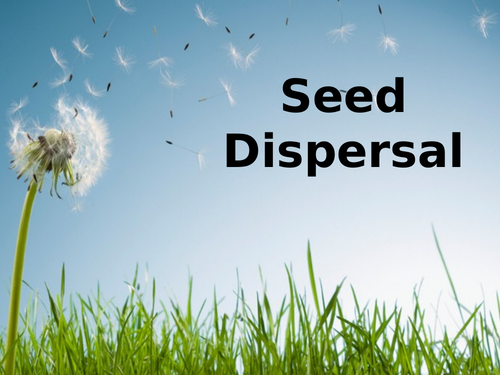 Seed Dispersal - PowerPoint | Teaching Resources