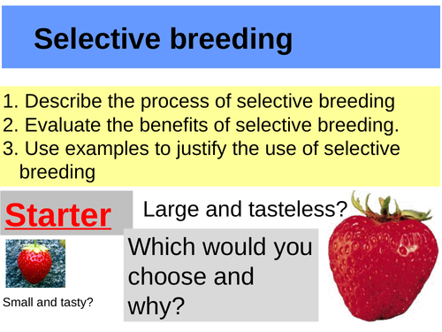 AQA GCSE B6 Selective Breeding | Teaching Resources