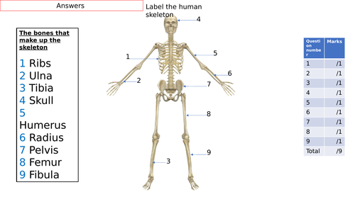 Answers for the bones quiz/starter | Teaching Resources