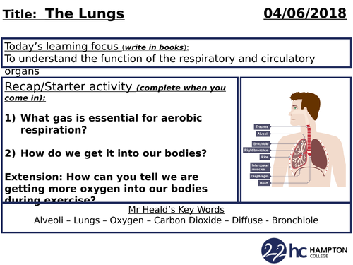 GCSE Biology - The Lungs | Teaching Resources