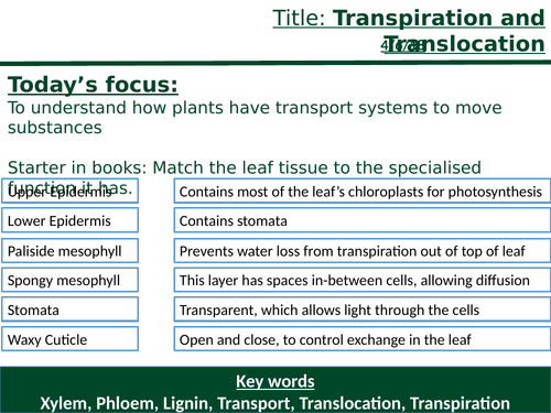 GCSE Biology - Roots, Xylem and Phloem | Teaching Resources