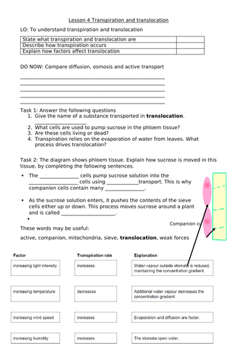 CB6d Transpiration and Translocation worksheet | Teaching Resources