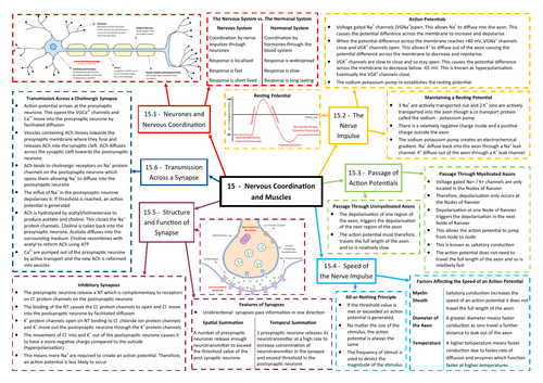 Nervous Coordination and Muscles Revision Mind Map - AQA AS/A Level ...