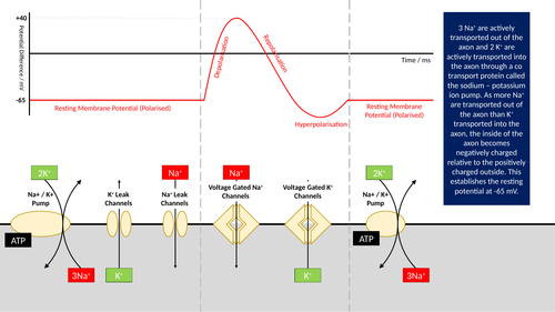 The Nerve Impulse Presentation | Teaching Resources