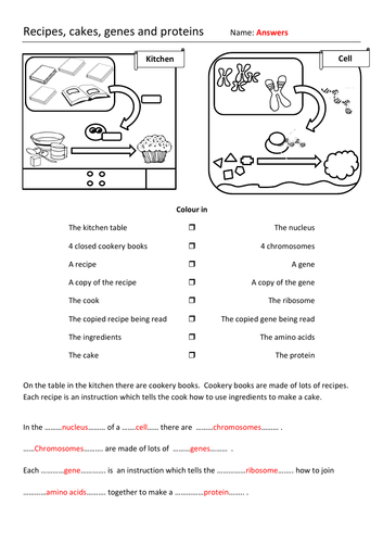 Genes and Proteins (Recipe, Cake analogy) GCSE | Teaching Resources