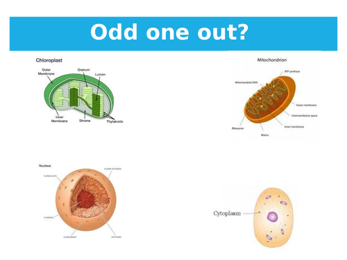 GCSE Biology - Eukaryotic cells - plant and animals. | Teaching Resources