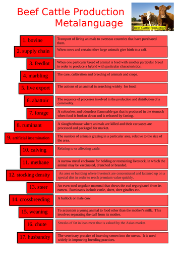 Beef Cattle Production - Metalanguage | Teaching Resources