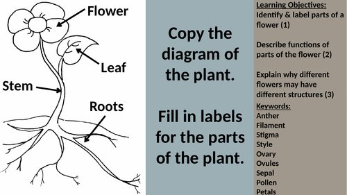Flower Structure & Function | Teaching Resources
