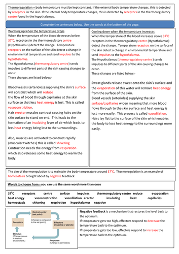Homeostasis:- Thermoregulation - AQA GCSE Biology 9-1 Revision Sheets ...