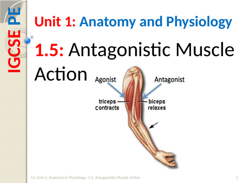 IGCSE PE (new spec 2018) 1.5. Antagonistic Muscle Action by ...