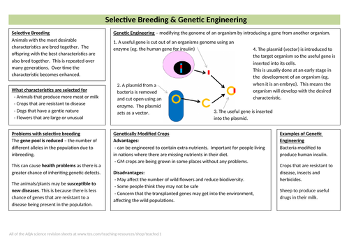 Selective Breeding & Genetic Engineering Knowledge Organiser (new AQA ...