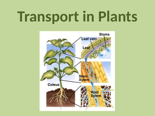 AS Transport in Plants | Teaching Resources