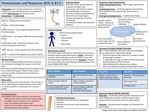 Homeostasis and Response Revision Mat | Teaching Resources