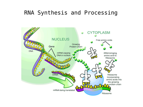 A Level Biology - RNA Synthesis and Processing | Teaching Resources