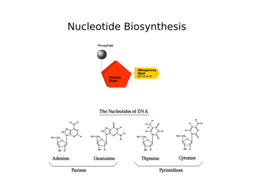 A level Biology-Nucleotide Biosynthesis | Teaching Resources