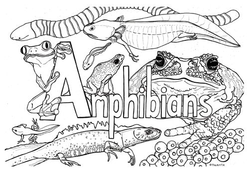 Animal Classification Colouring/ Activity Sheets | Teaching Resources