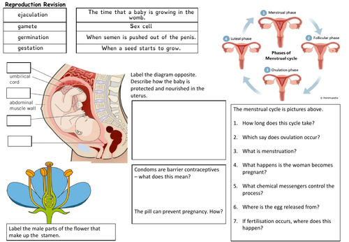REPRODUCTION REVISION | Teaching Resources