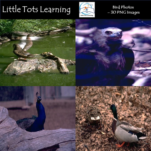 Bird Photos - Bird Photographs - Personal and Commercial Use | Teaching ...