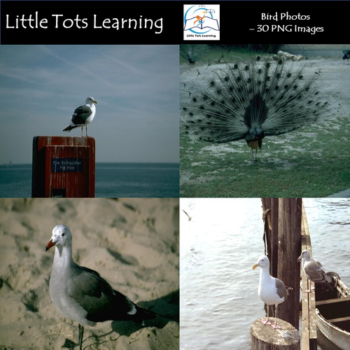 Bird Photos - Bird Photographs - Personal and Commercial Use | Teaching ...